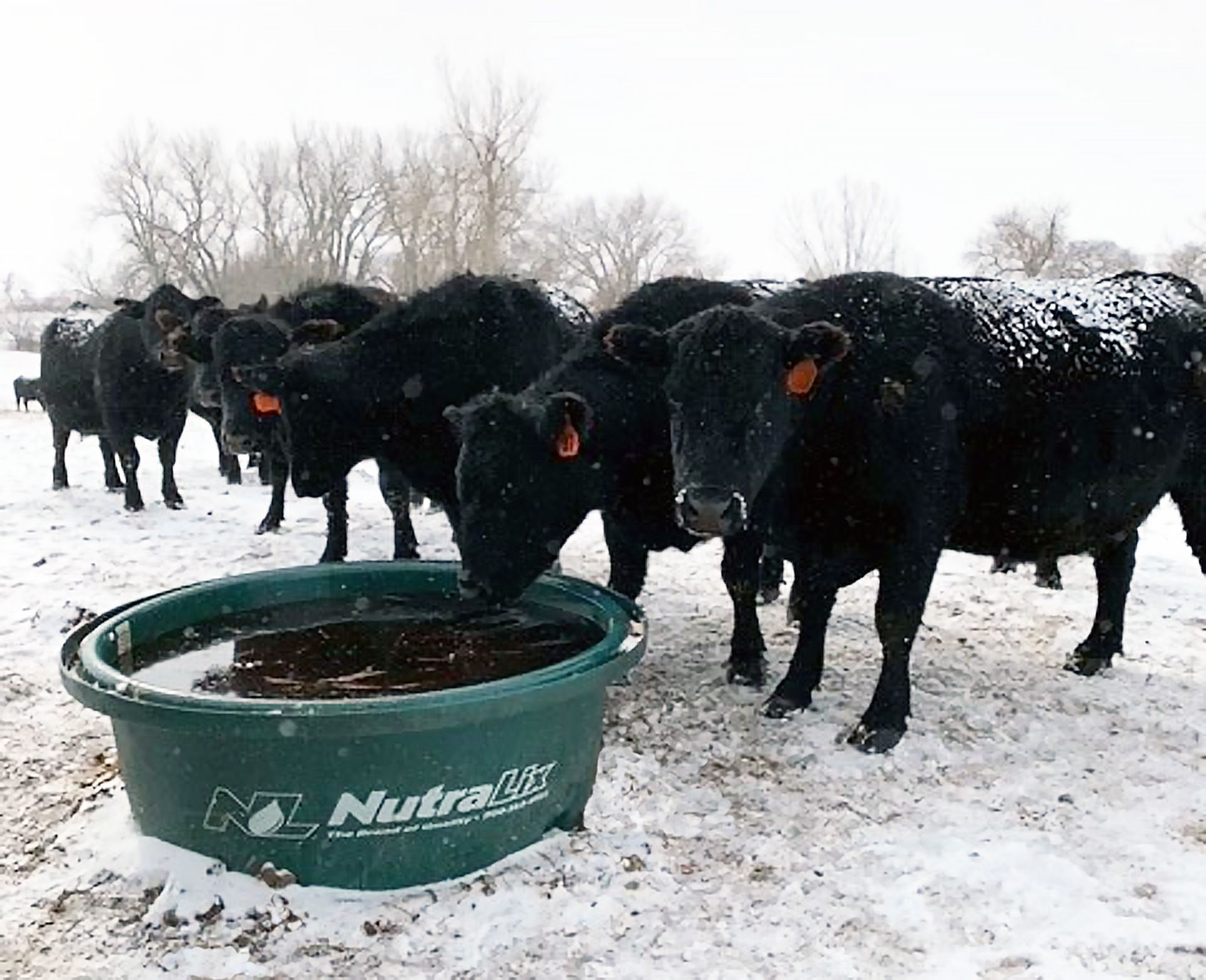 Knudson Feeds Inc. - Premium Animal Feeds and Supplies