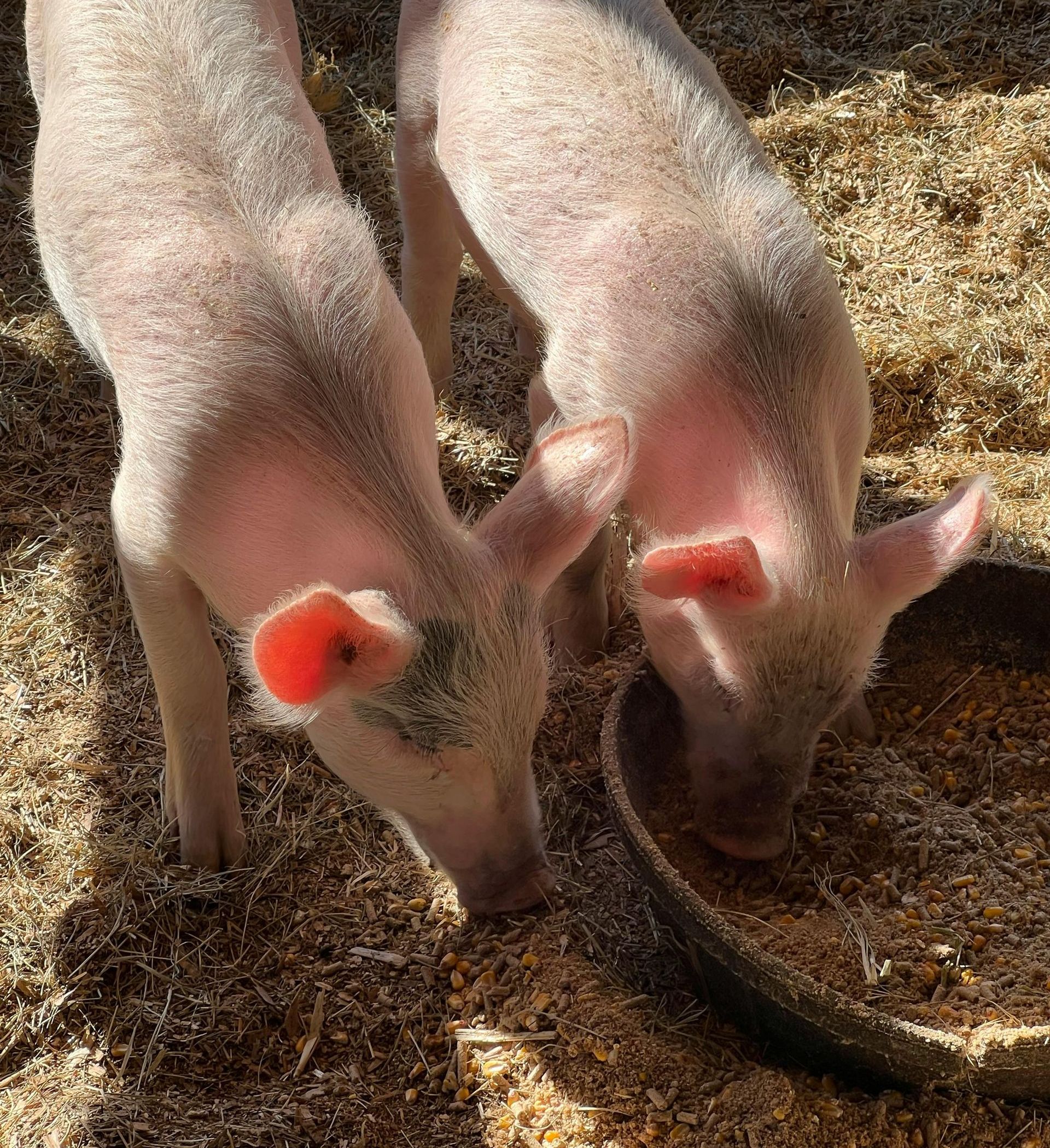 Knudson Feeds Inc. - Premium Animal Feeds and Supplies