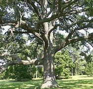 Shade Trees | Farmer's Daughter Landscape | San Angelo, TX