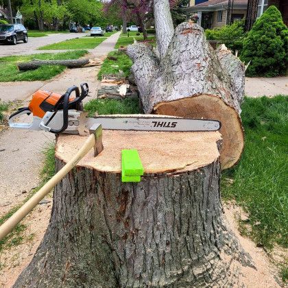 Tree Care & Removal Experts | San Antonio, TX | Steel Roots