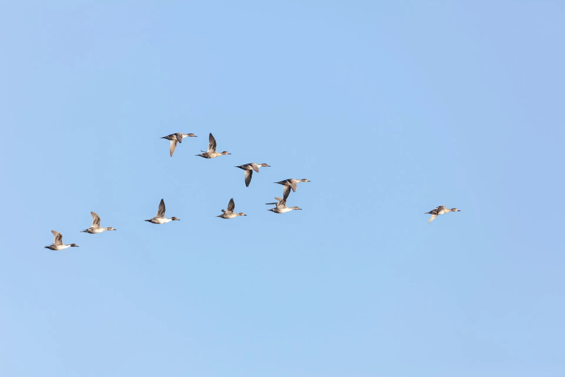 Gestalt Principles: Their Roles in Modern Visual Systems