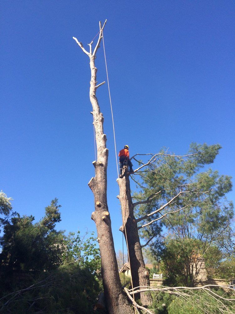 Tree Service Gallery | Court Valencia, CA | Pelletier