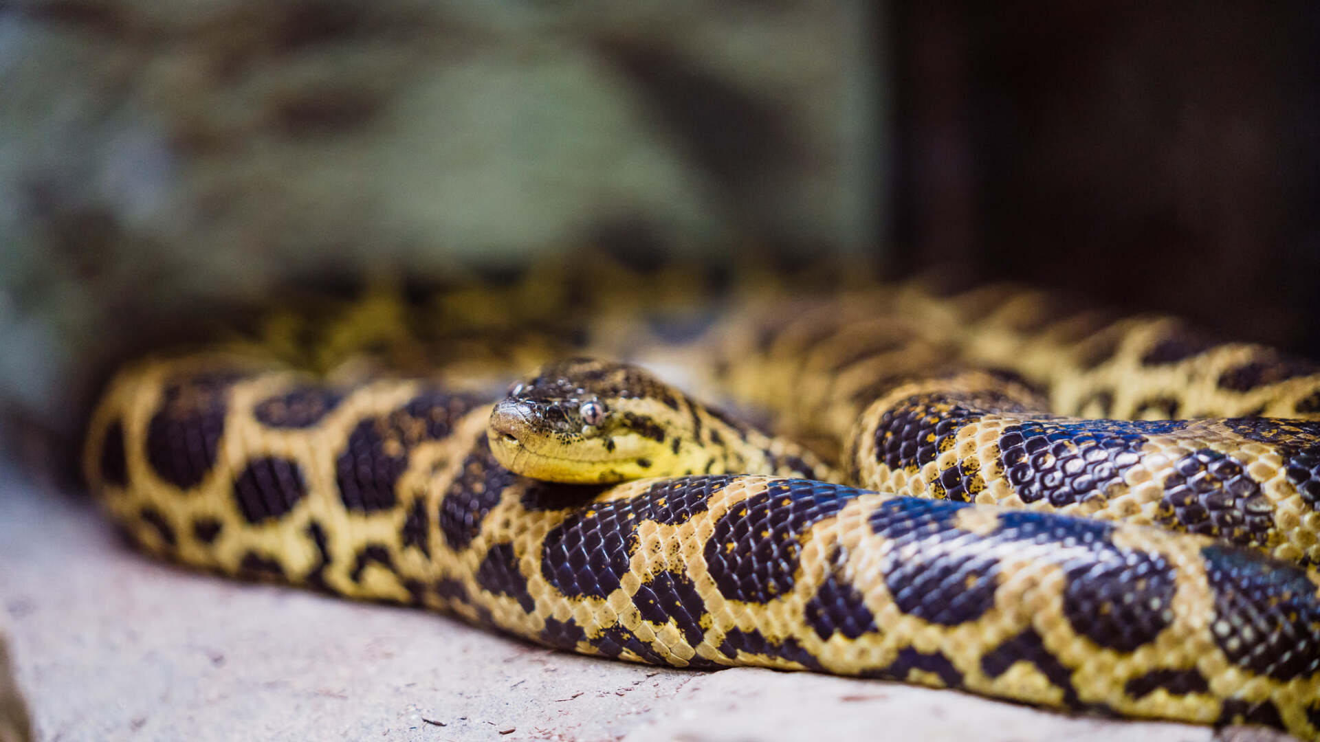 Animal Encounters & Feeding | Bee City Zoo | Cottageville, SC