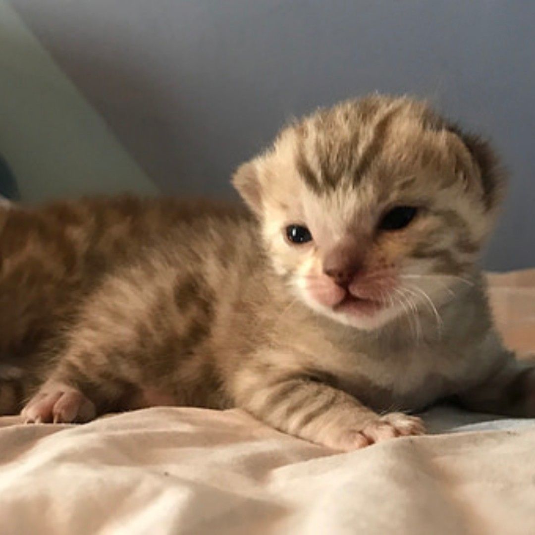 Gallery | Bengal Babies Of Phoenix | Maricopa, AZ