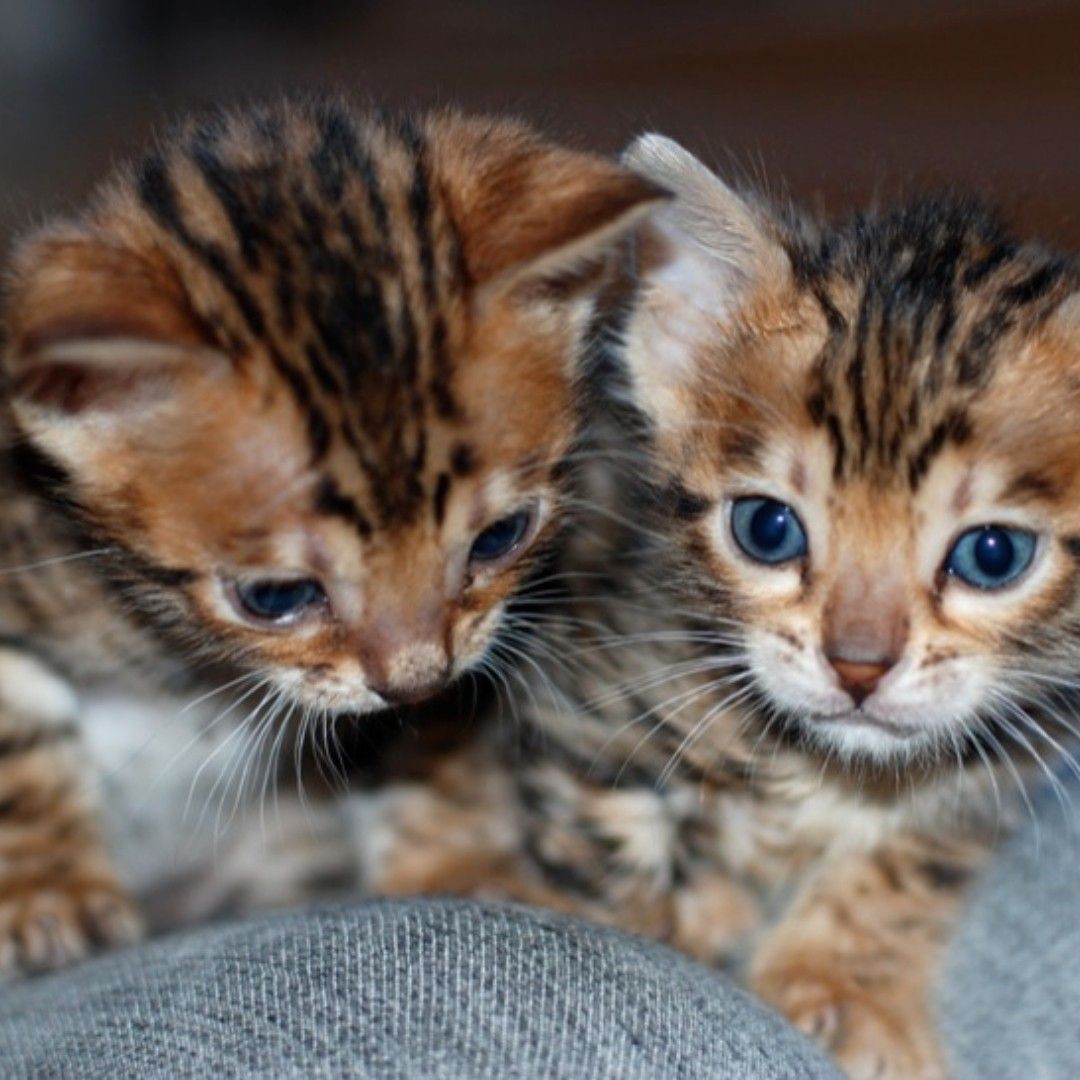 Gallery | Bengal Babies Of Phoenix | Maricopa, AZ