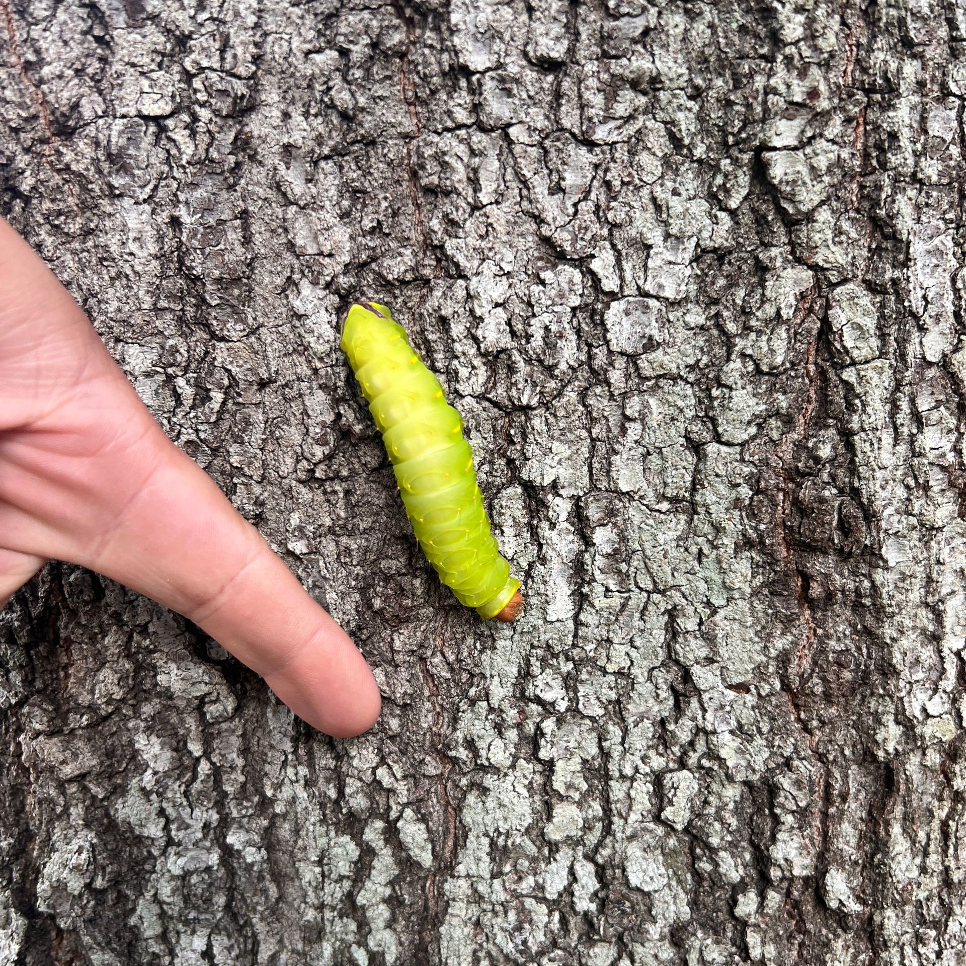 The Beauty of the Polyphemus Moth and the Green Caterpillar.