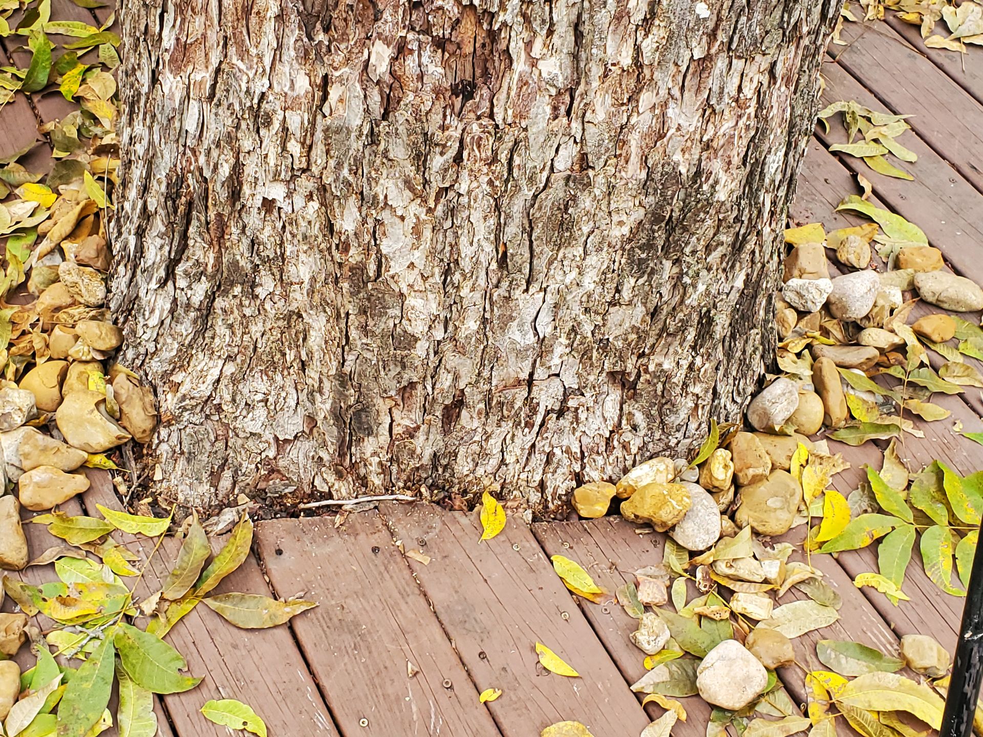 Understanding Tree Girdling: Its Affects and How to Prevent It