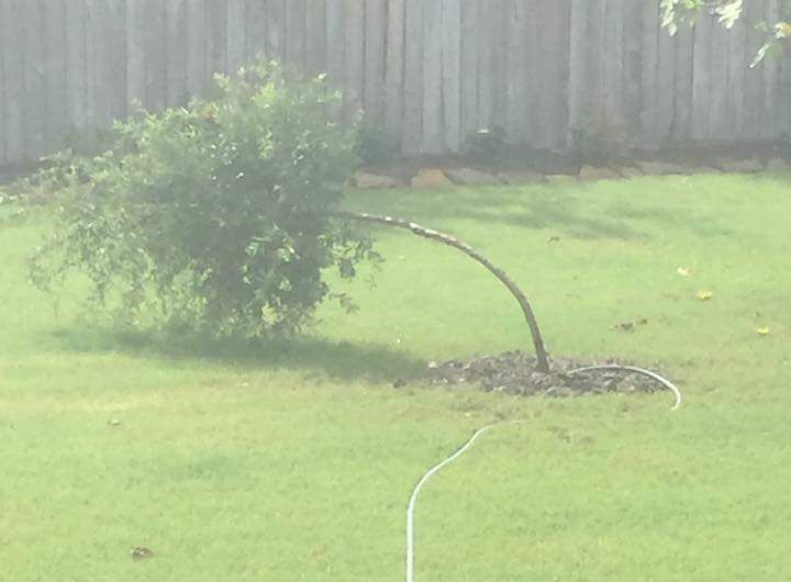 Understanding Tree Girdling Its Affects And How To Prevent It