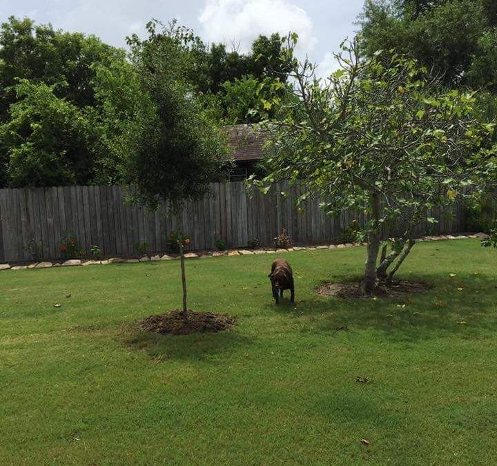 Understanding Tree Girdling Its Affects And How To Prevent It