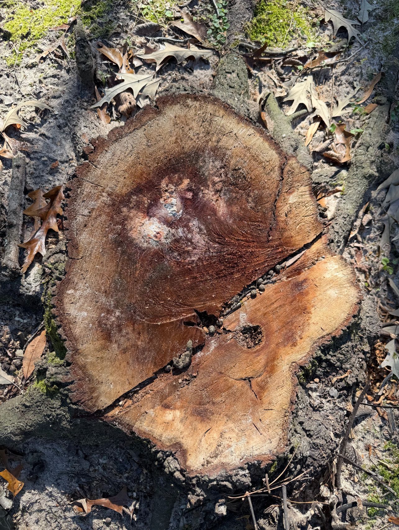 Arborist Observation: Ambrosia Beetles, the vectors of Laurel Wilt