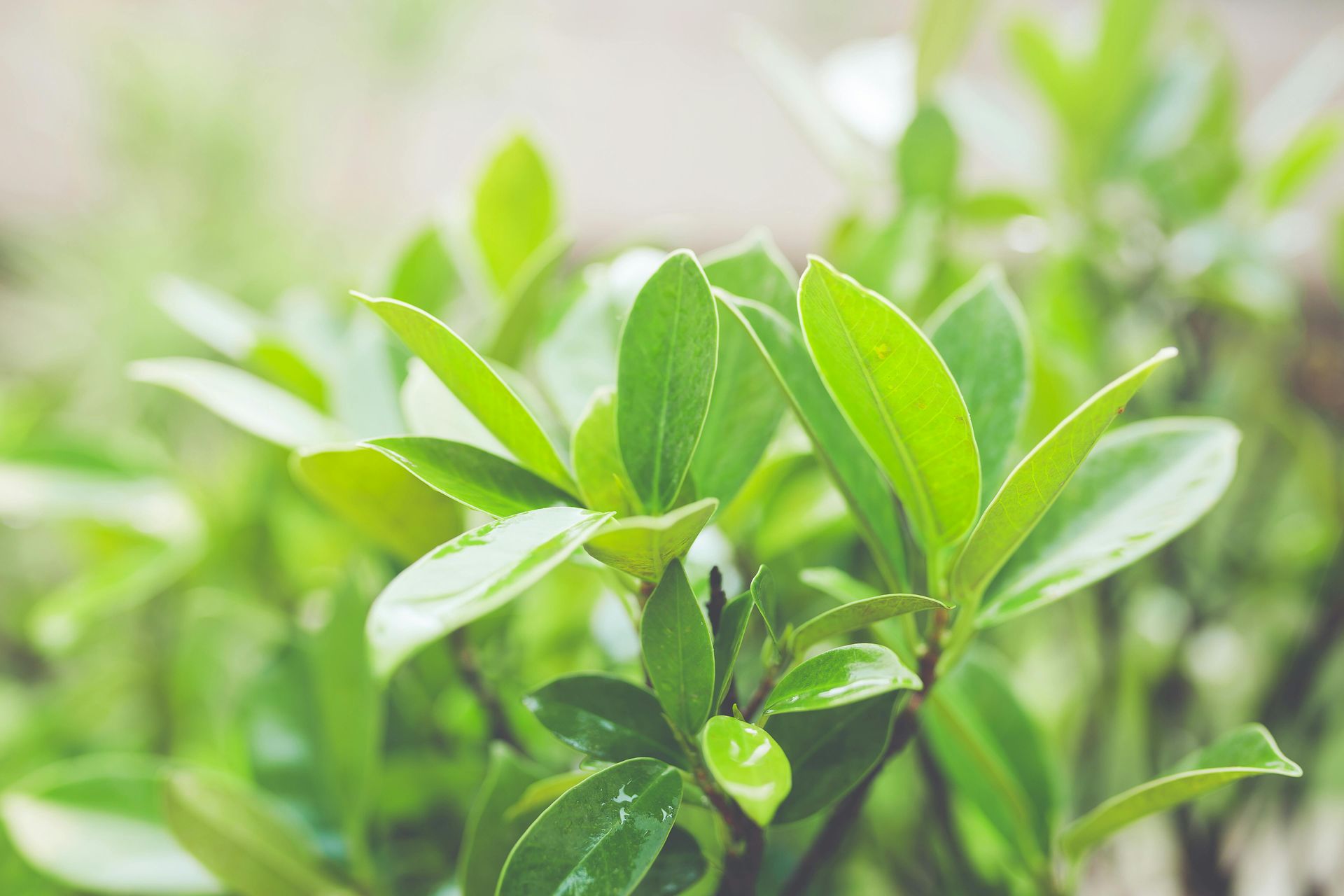 Why Are Leaves Green? The Science Behind Nature's Color Palette