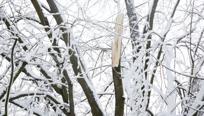 Post-Winter Freeze Tree Care Tips From A Master Arborist