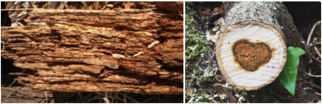 The 3 Types of Tree Rot: How to Identify Risk and Know When to Remove