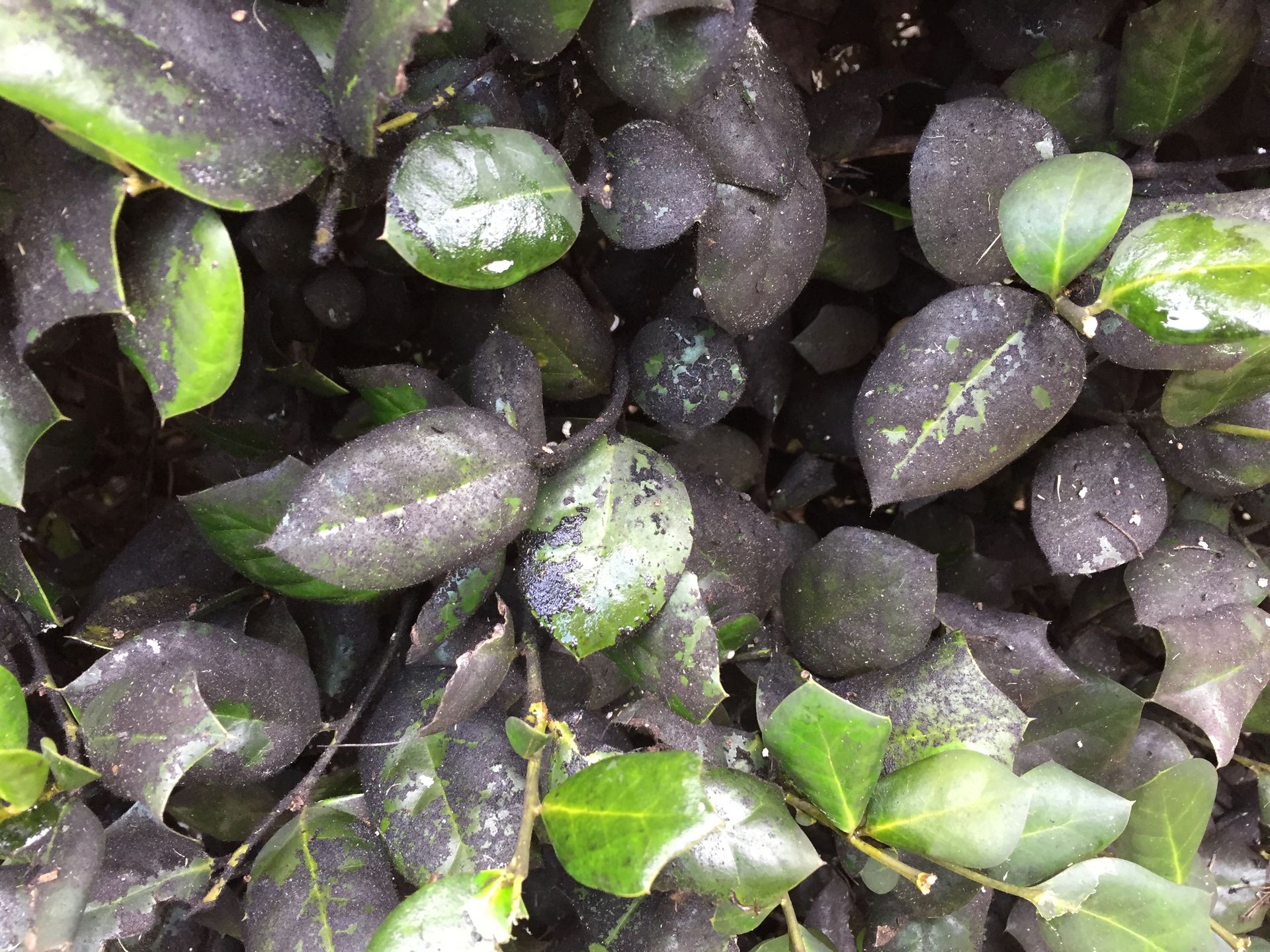 Understanding Black Sooty Mold: What It Is and What It Means for Your Trees