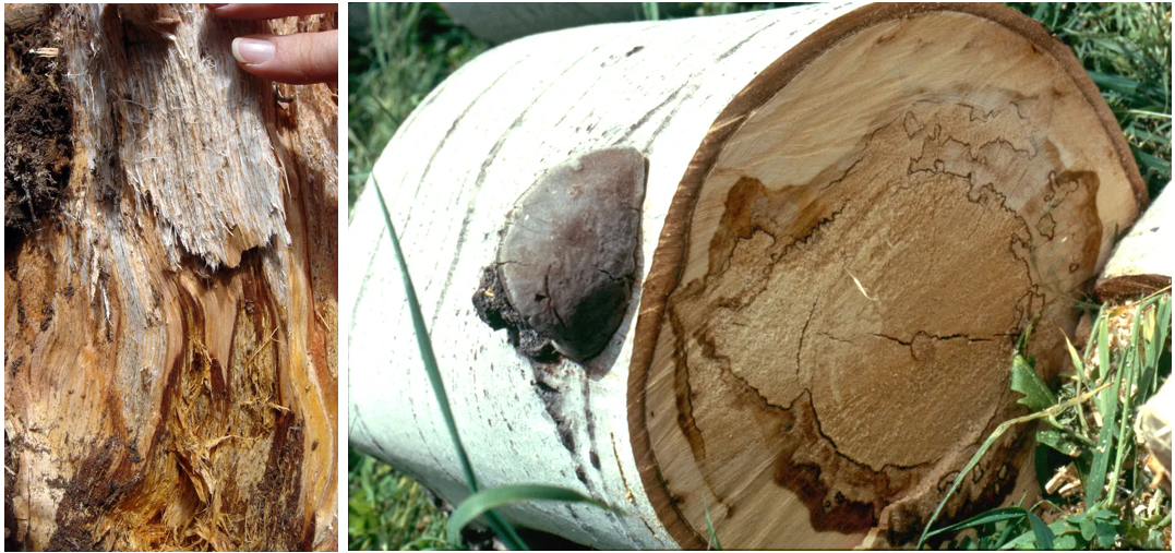 The 3 Types of Tree Rot: How to Identify Risk and Know When to Remove