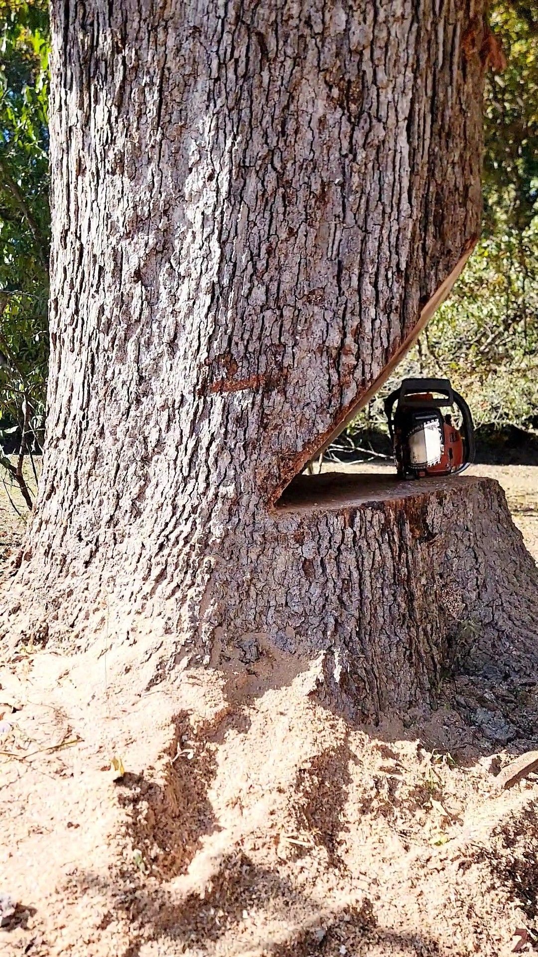 View Our Gallery | Gainesville, Georgia | Gordon Pro Tree Service