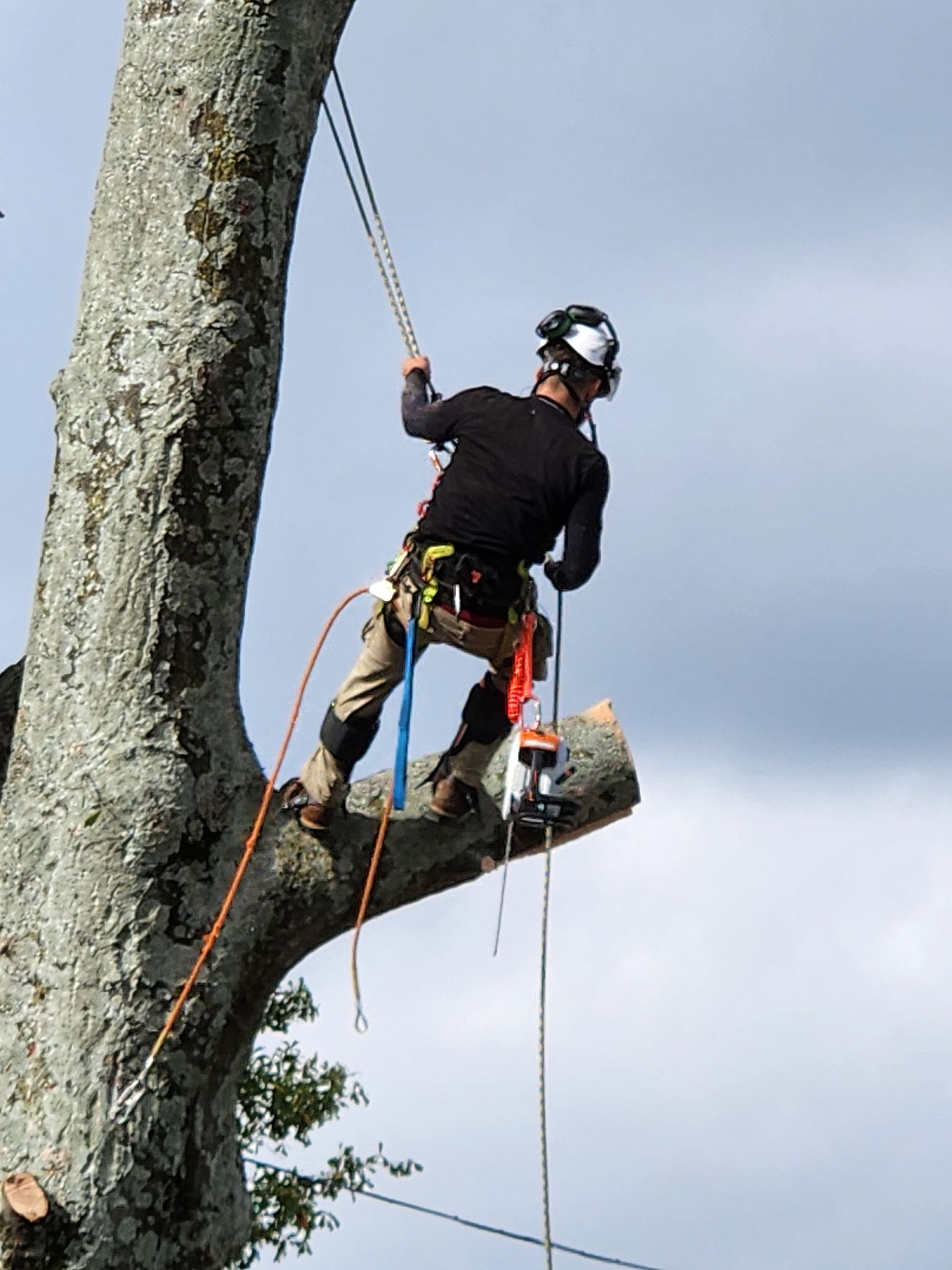 View Our Gallery | Gainesville, Georgia | Gordon Pro Tree Service