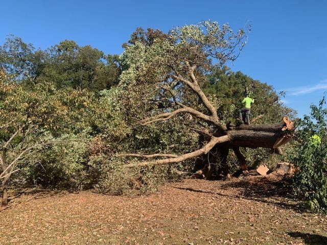 View Our Gallery | Gainesville, Georgia | Gordon Pro Tree Service