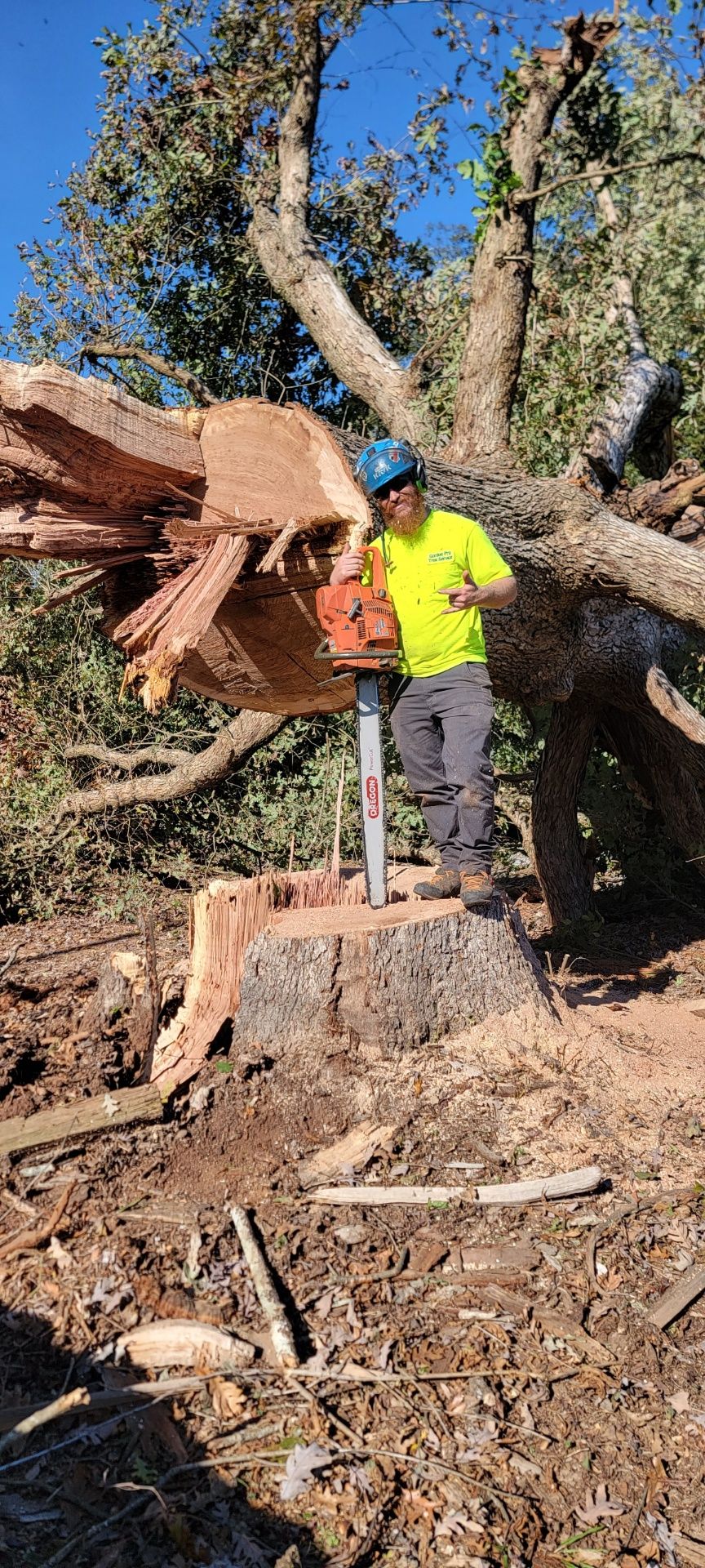 View Our Gallery | Gainesville, Georgia | Gordon Pro Tree Service