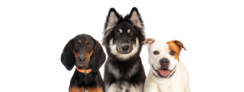Pet Food in Townsville | Superior Pet Foods