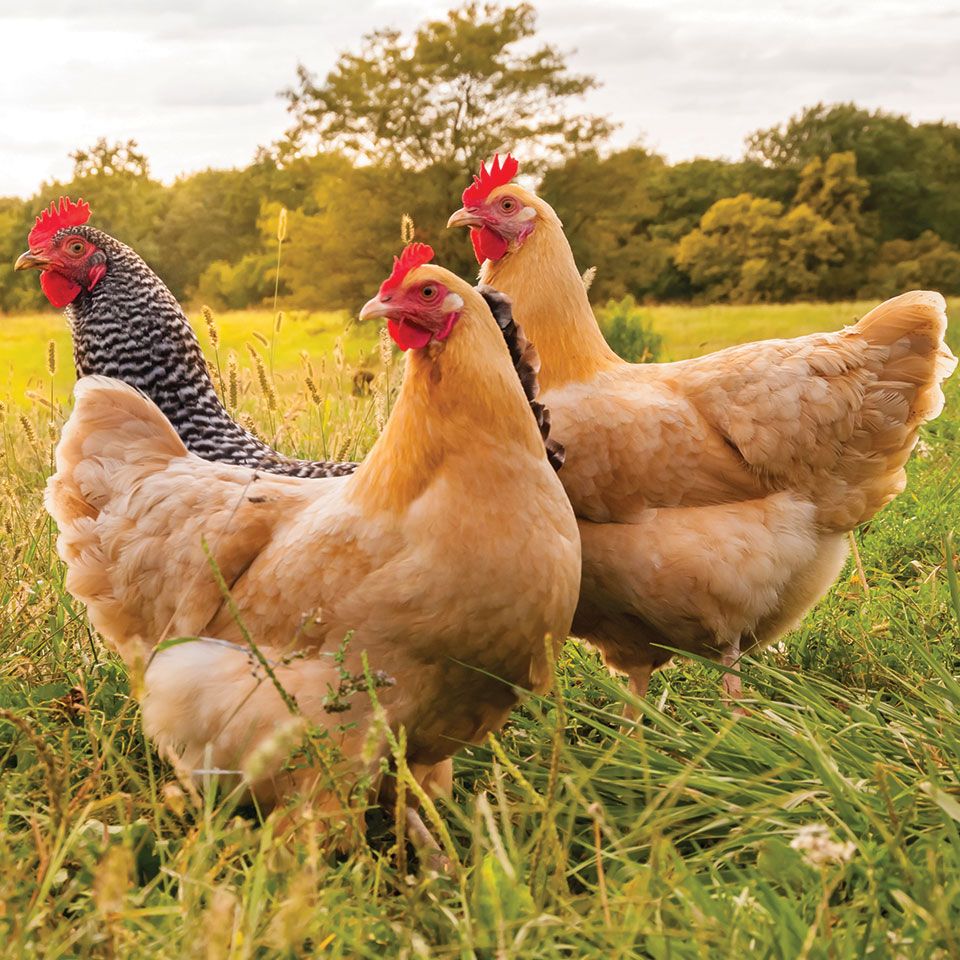 About Woods Stockfeeds - Woods Group