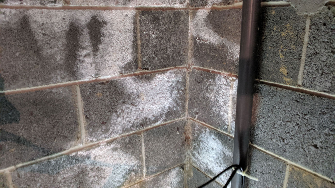 Are There Differences Between Colors of Mold?
