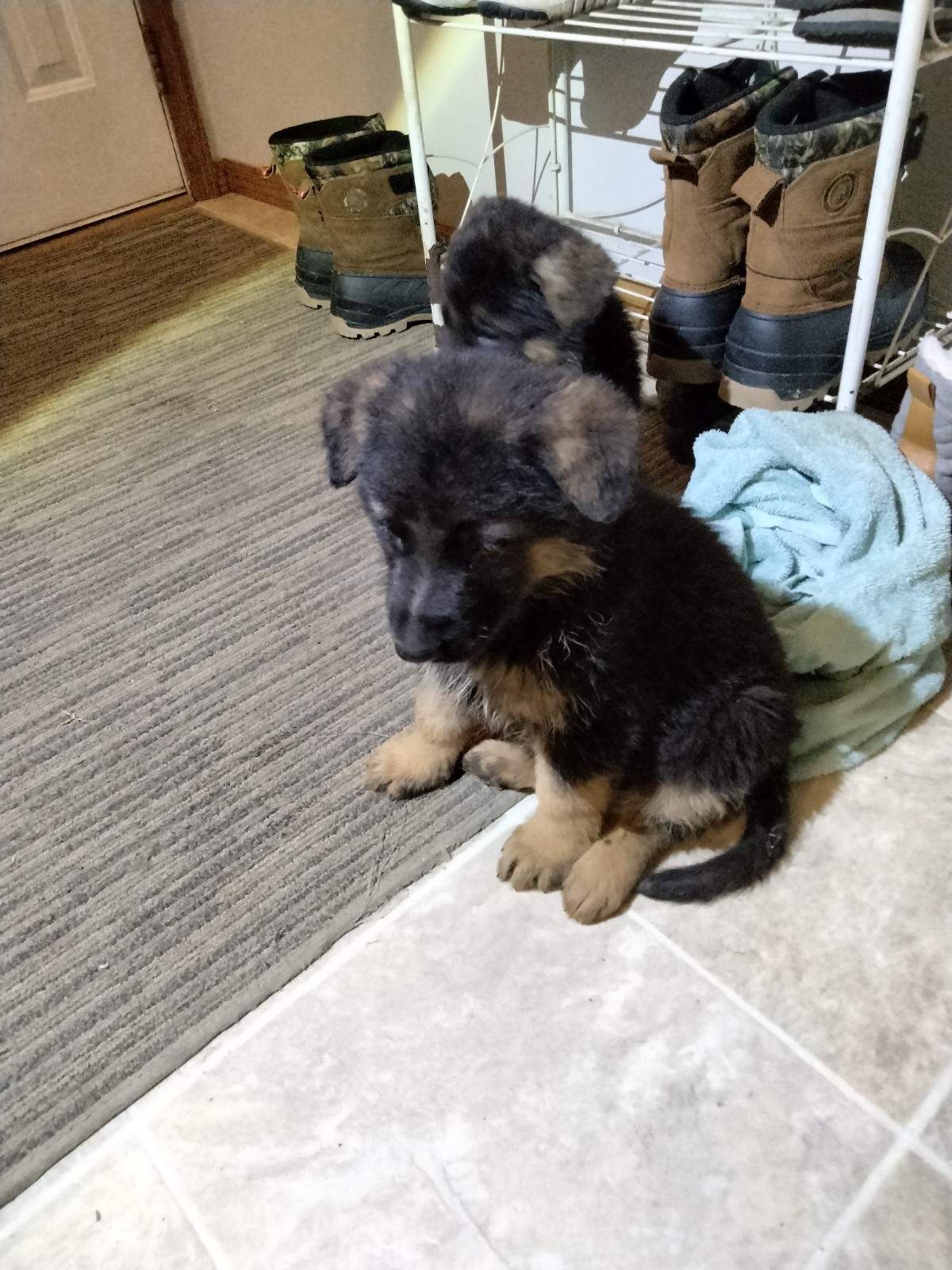 Adopt a German Shepherd Puppy | Minneapolis, Faribault, Northfield, MN ...