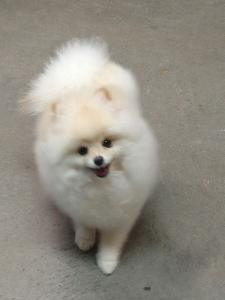 Adult Pomeranians & Pekingese | PEEKAPOM HOLLOW