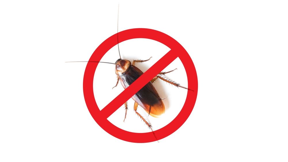 Cockroach Control: Roach Exterminator in Cape Coral Florida