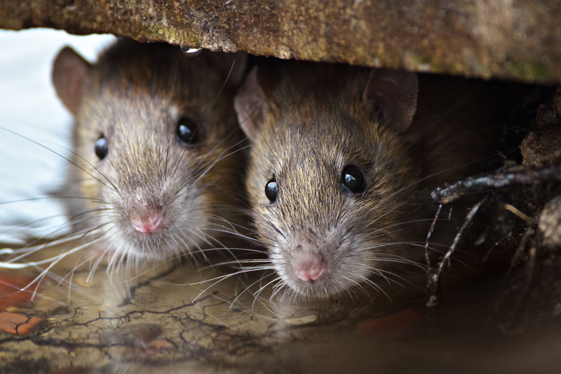 Tous les nuisibles | Extermination des Rongeurs