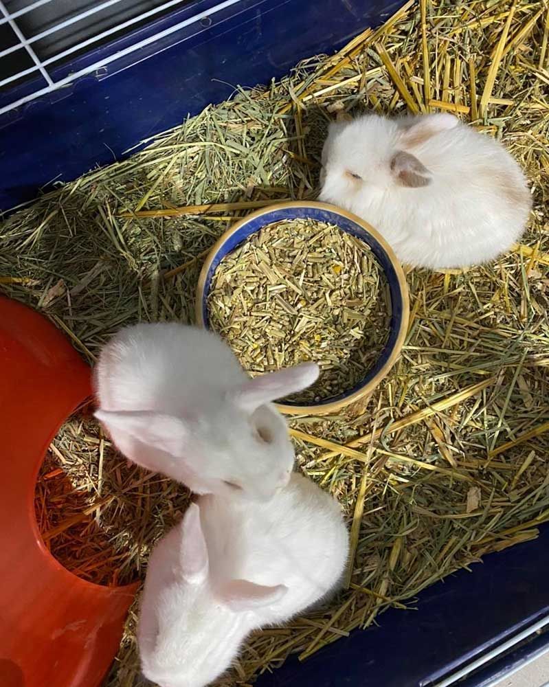 Small Animal Products in Newcastle | Jonath’s Animal Kingdom
