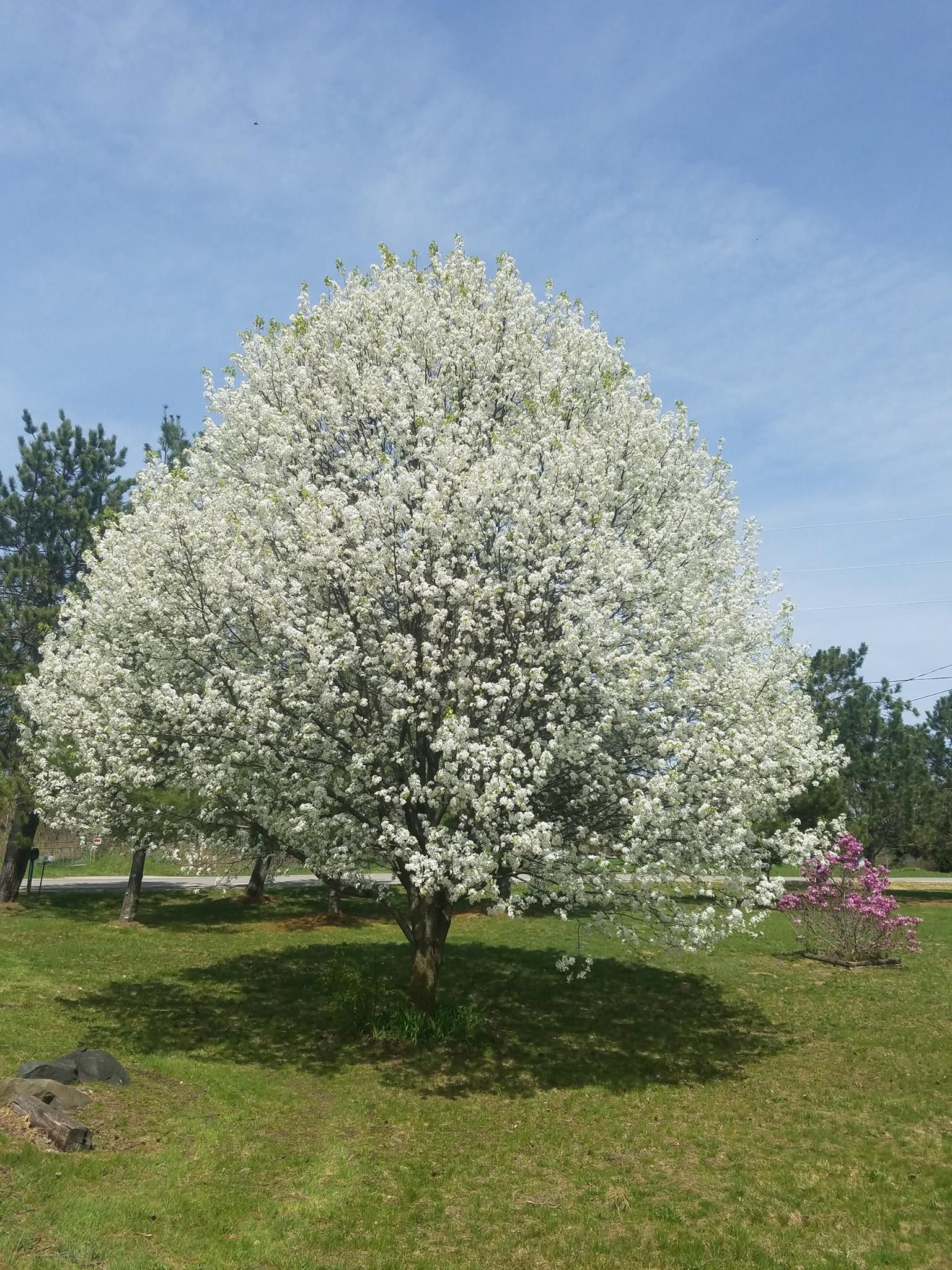Gallery | Cost Cutters Lawn & Landscape | Flint, Michigan