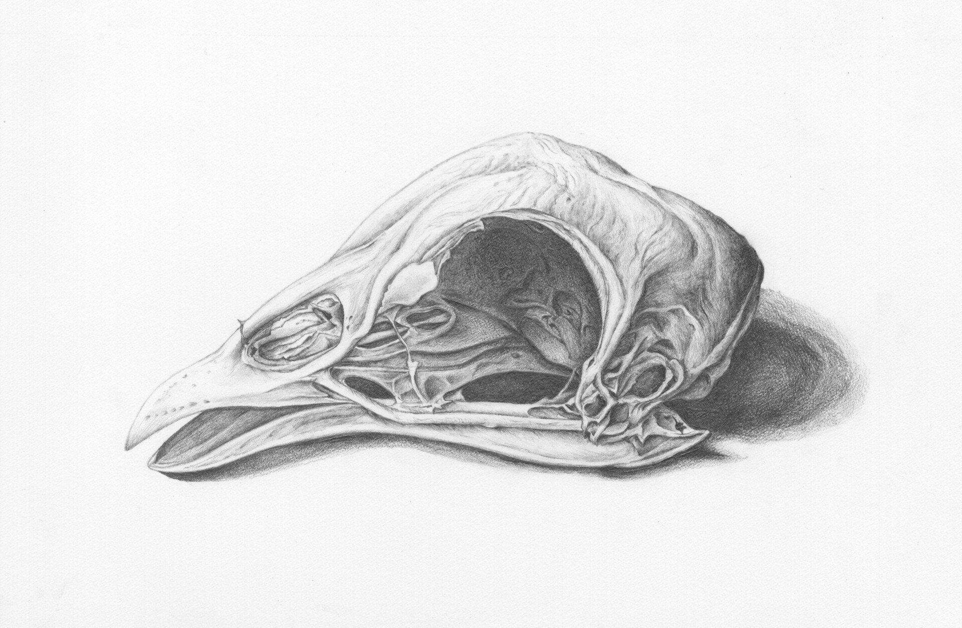 Crystal Shin | Scientific Illustration Gallery