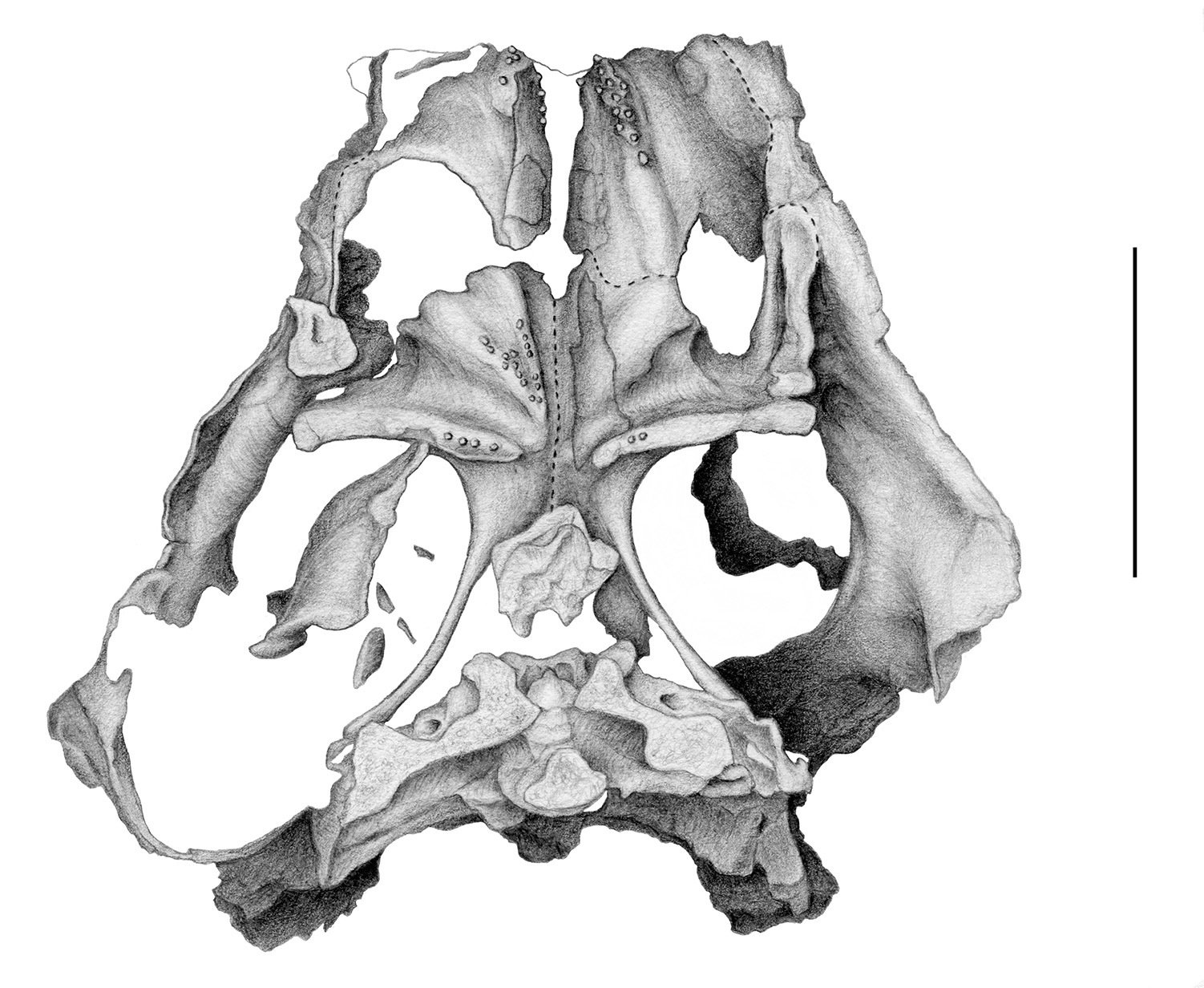 Crystal Shin | Scientific Illustration Gallery