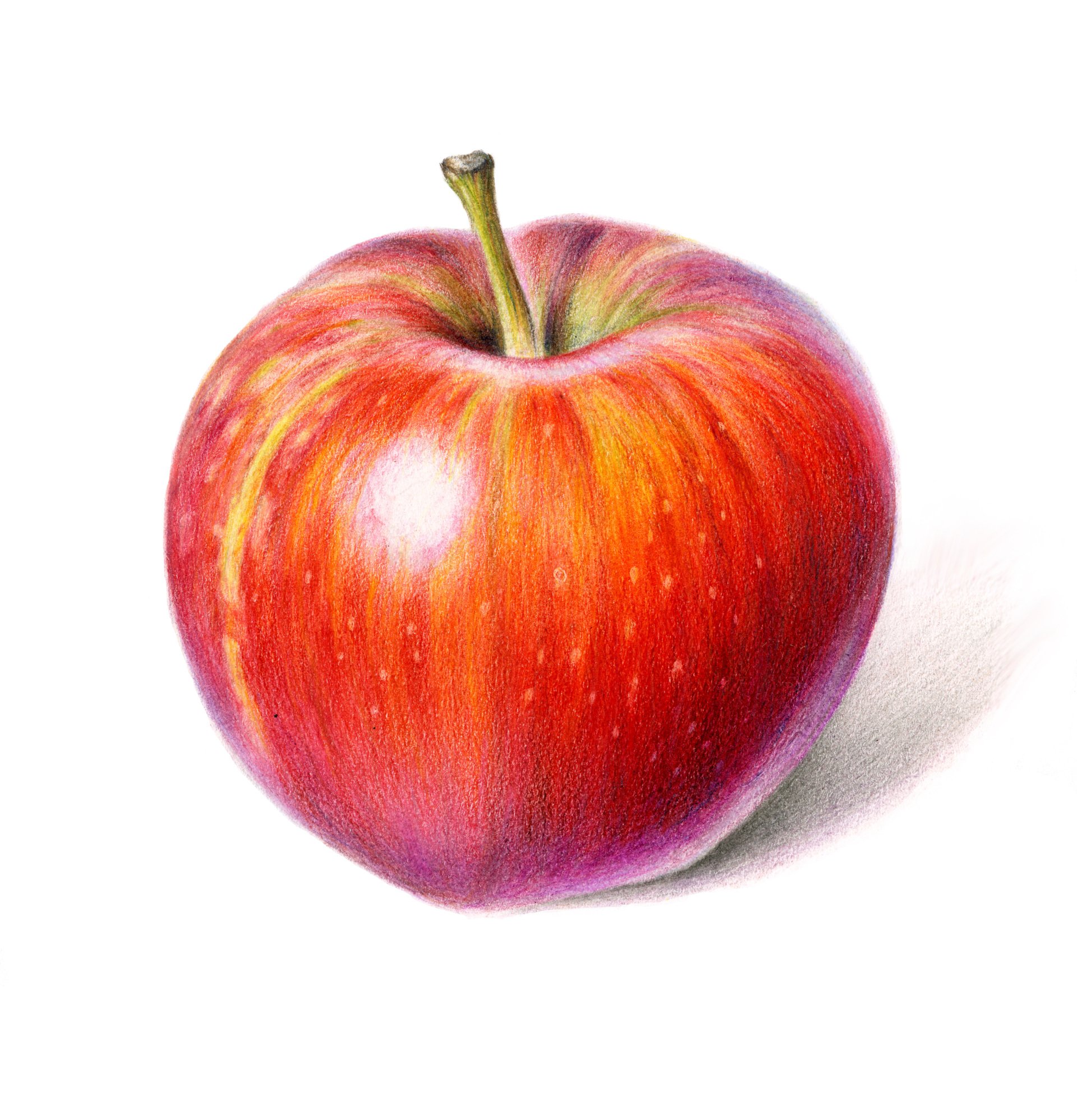 Crystal Shin | Botanical art gallery