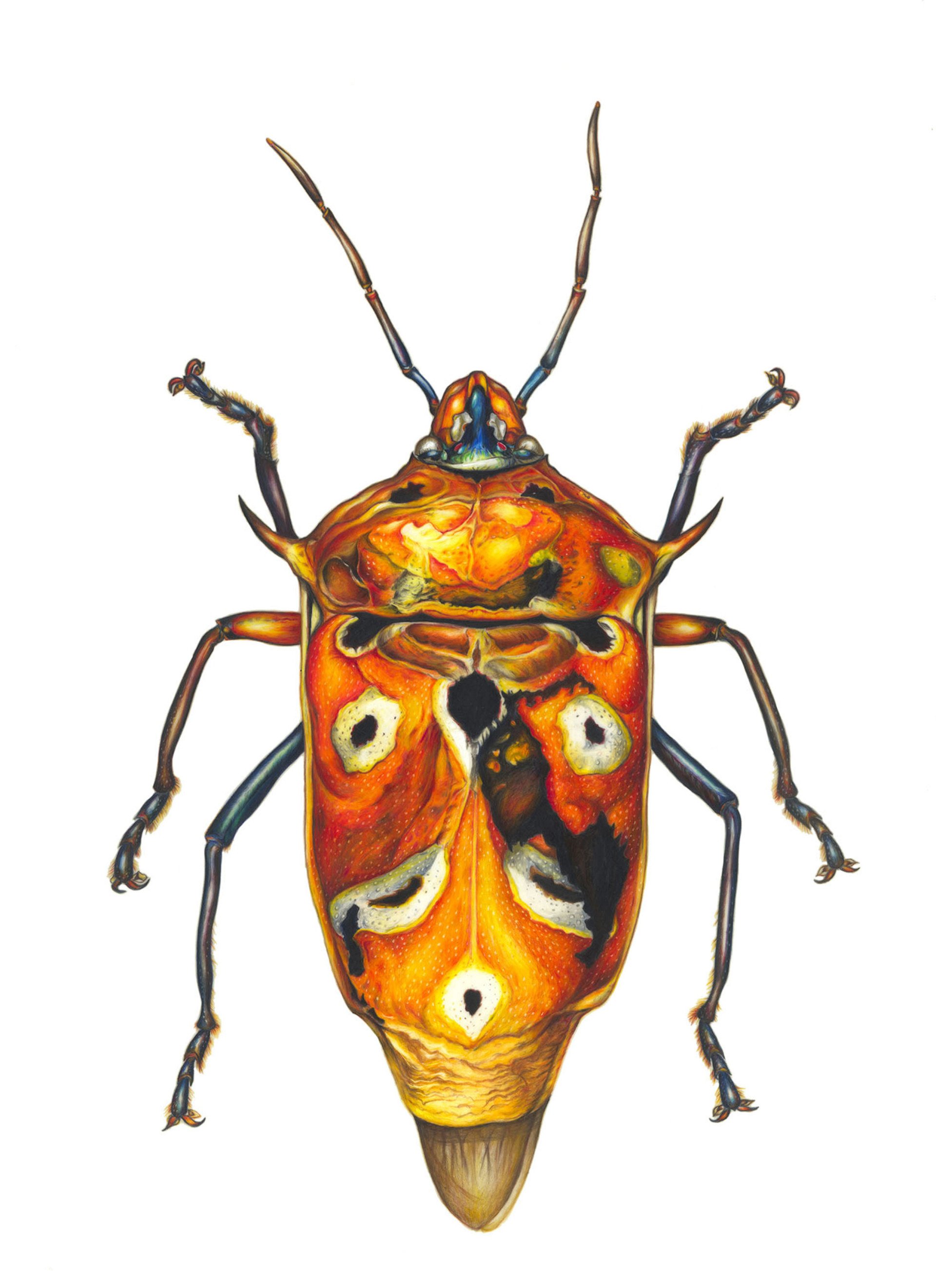 Crystal Shin | Scientific Illustration Gallery