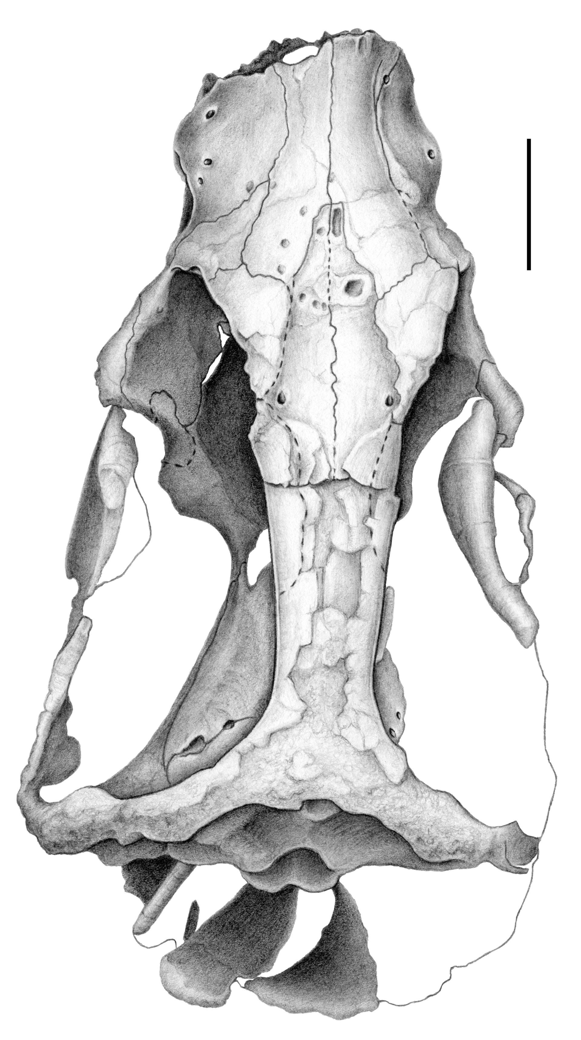 Crystal Shin | Scientific Illustration Gallery