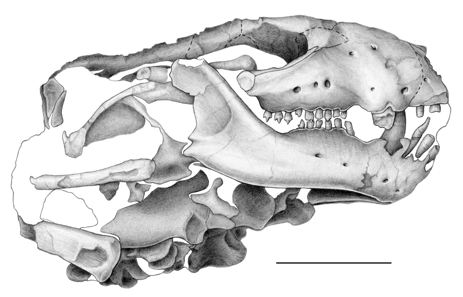 Crystal Shin | Scientific Illustration Gallery