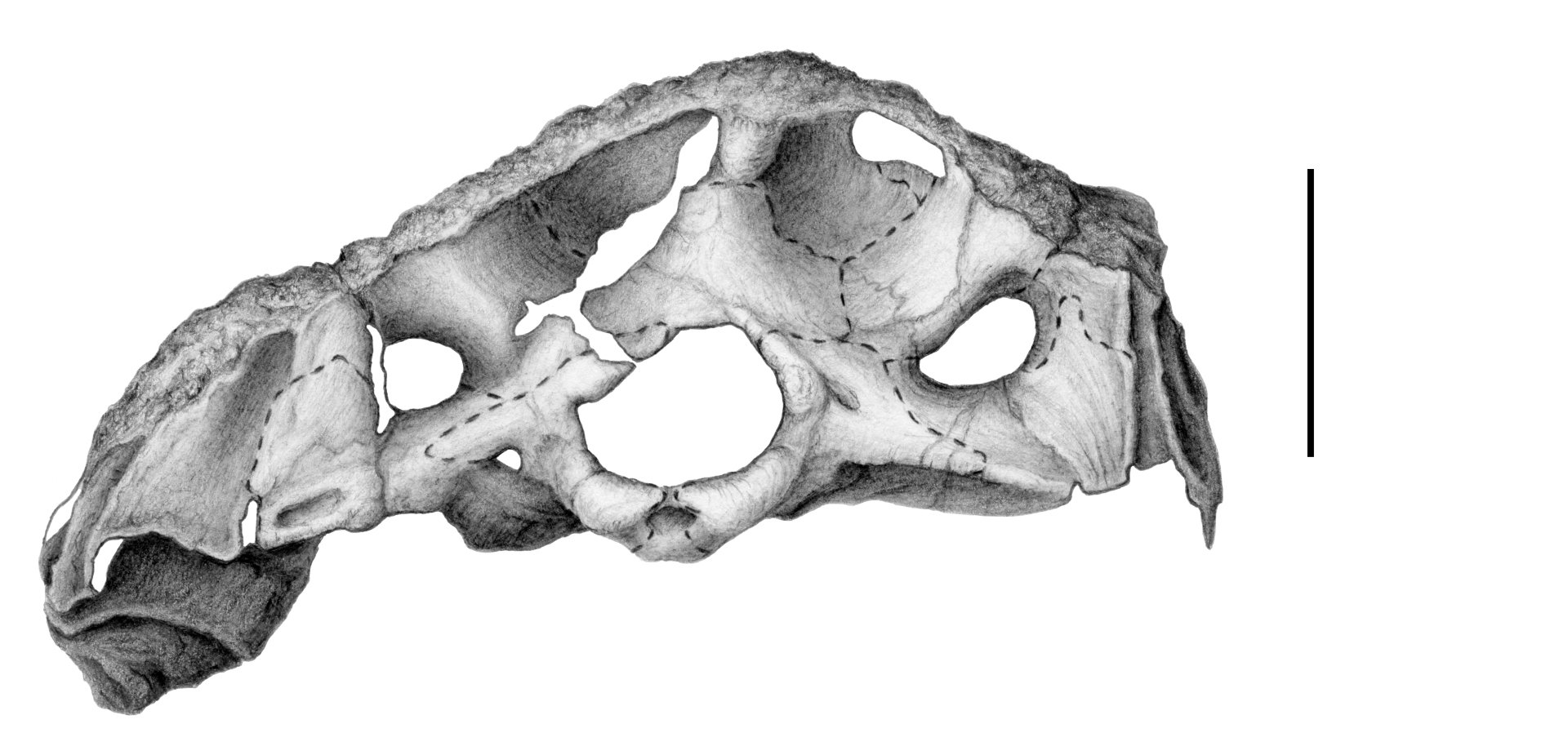 Crystal Shin | Scientific Illustration Gallery