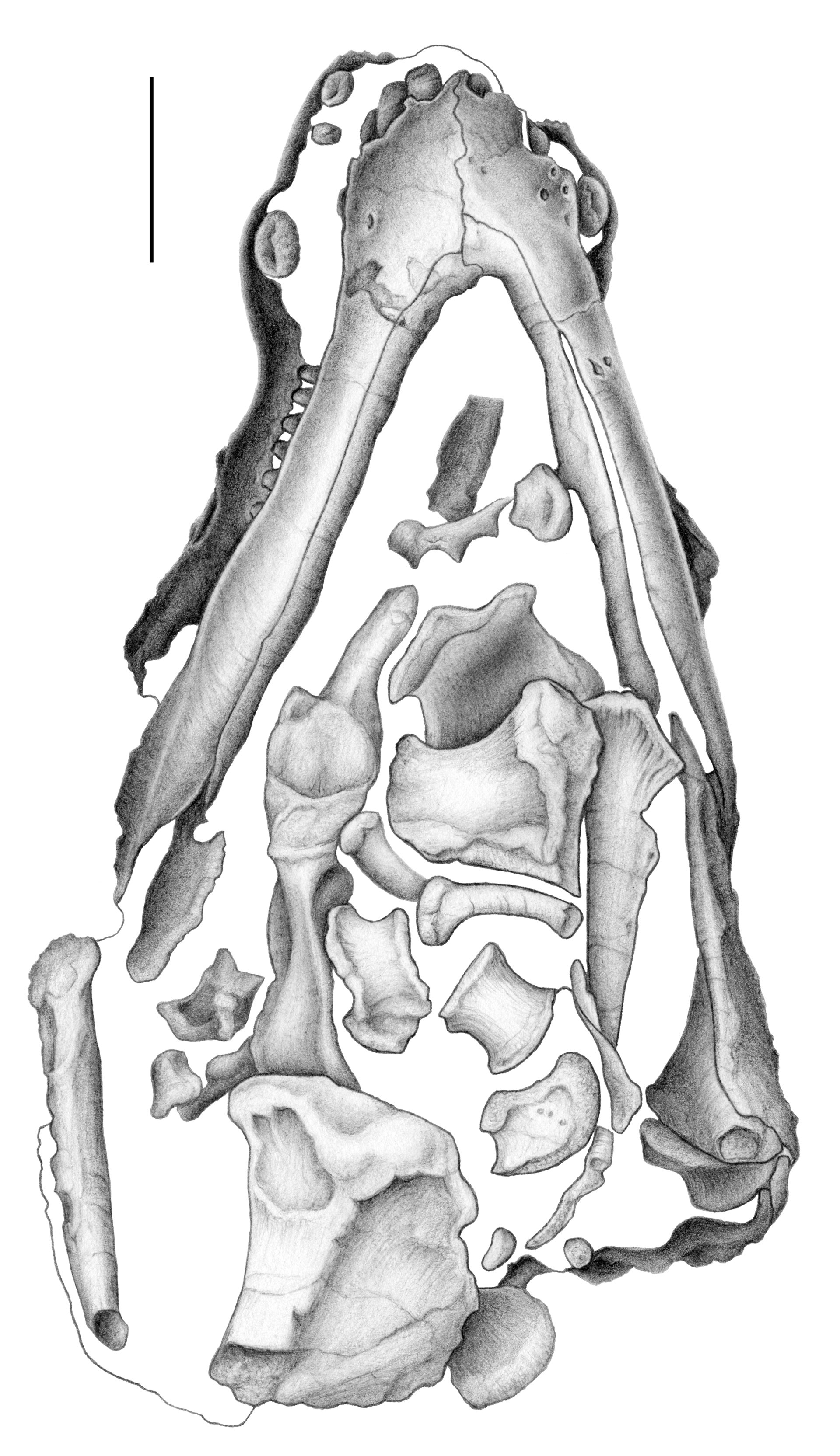 Crystal Shin | Scientific Illustration Gallery