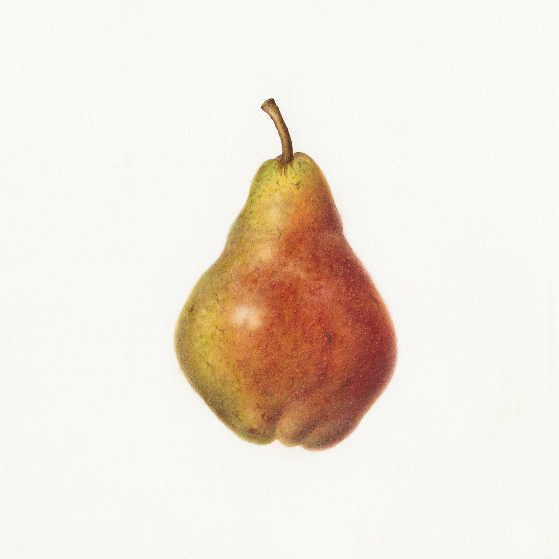 Crystal Shin | Botanical art gallery
