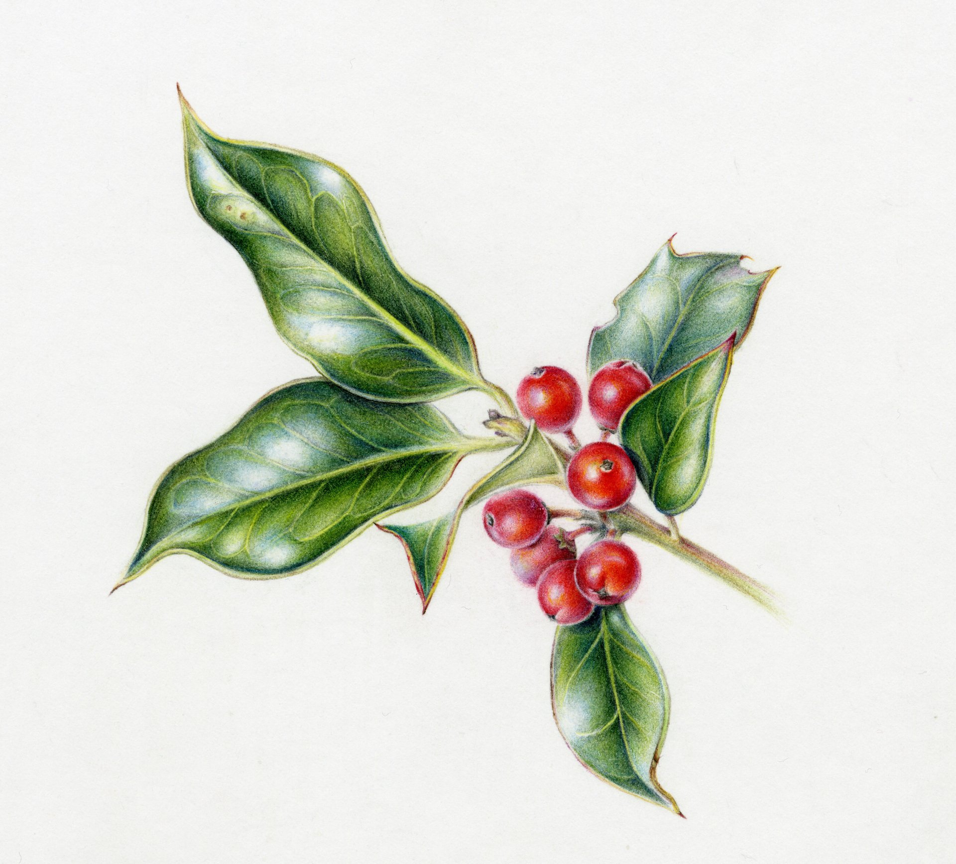 Crystal Shin | Botanical art gallery