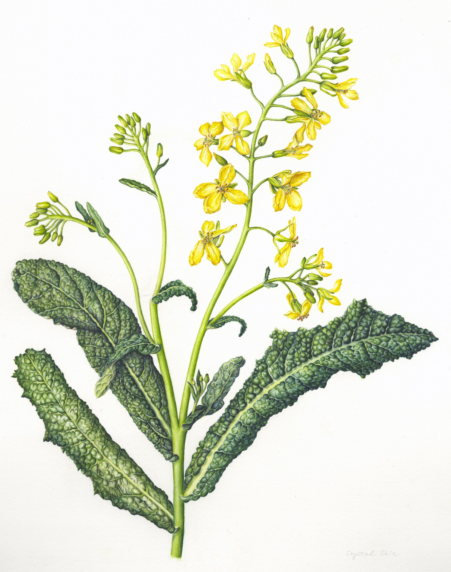 Crystal Shin | Botanical art gallery