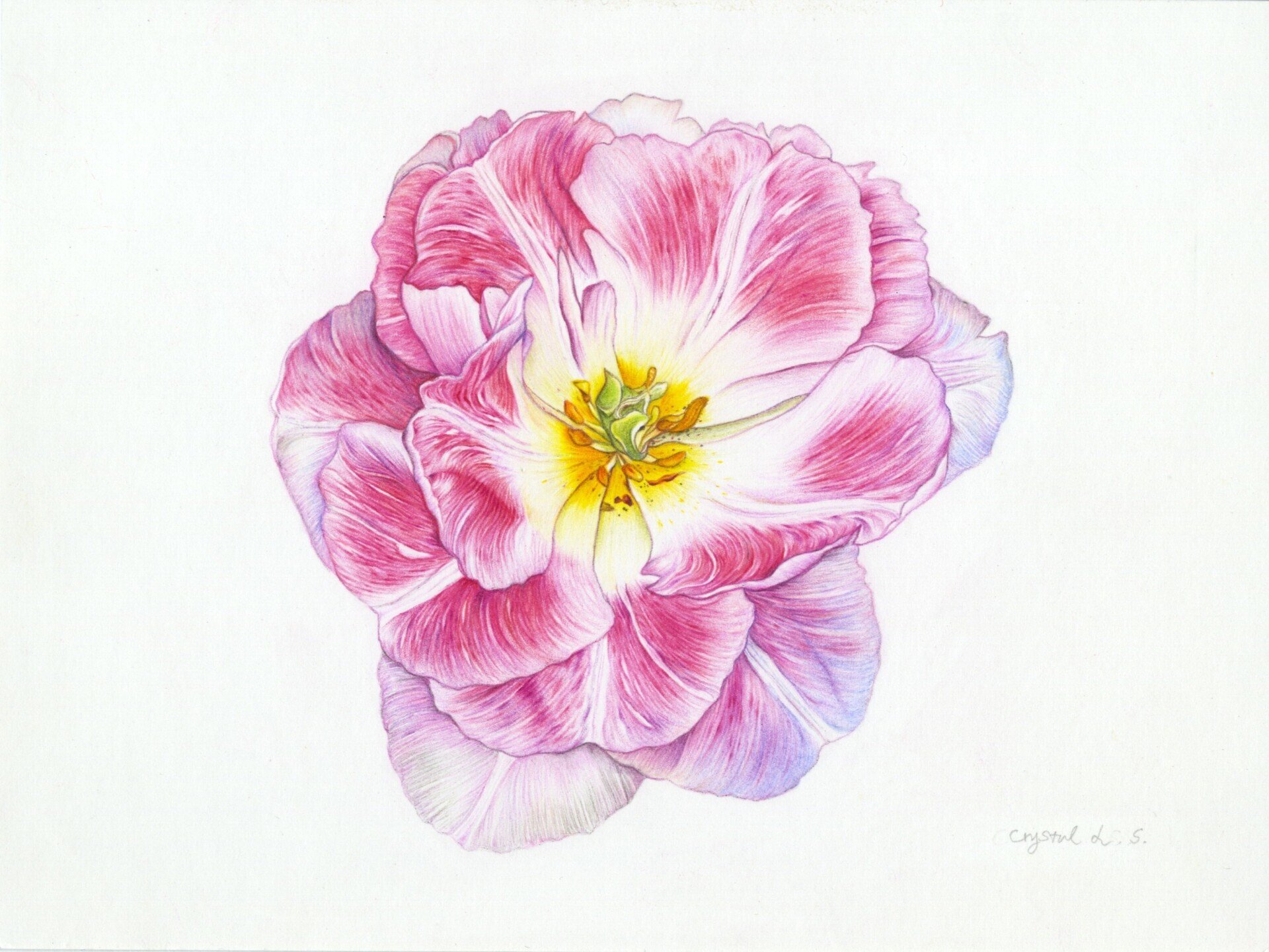 Crystal Shin | Botanical art gallery
