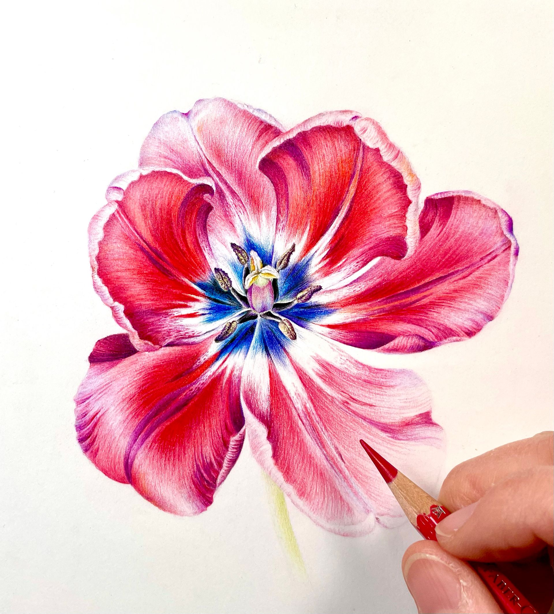 Crystal Shin | Botanical art classes | In person and online