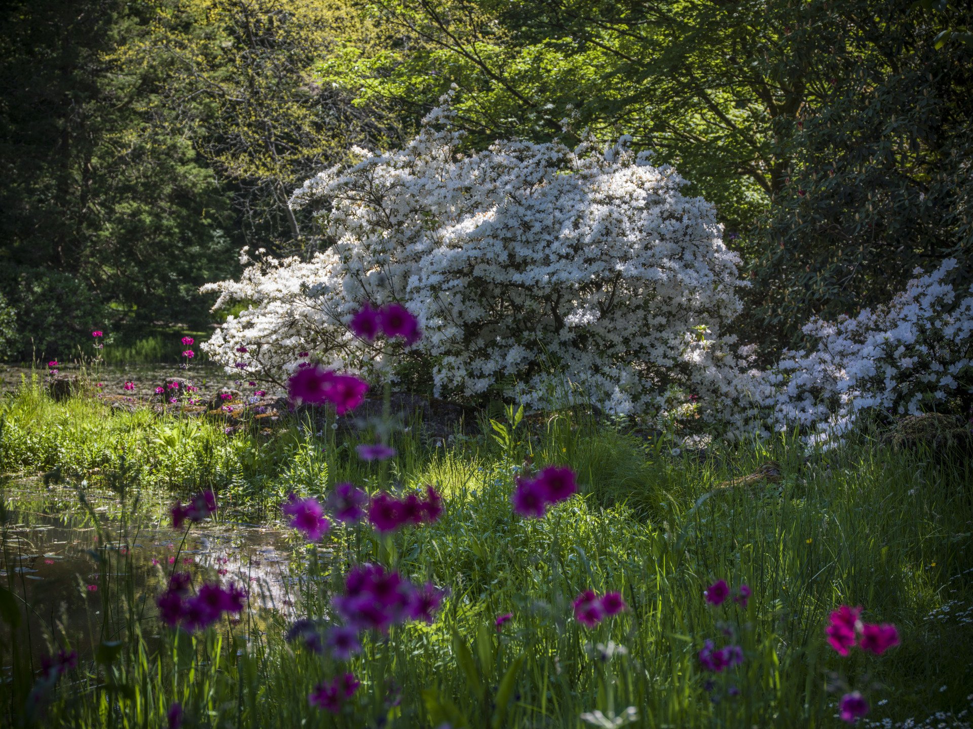 Woodland Garden at Lydney Park Estate