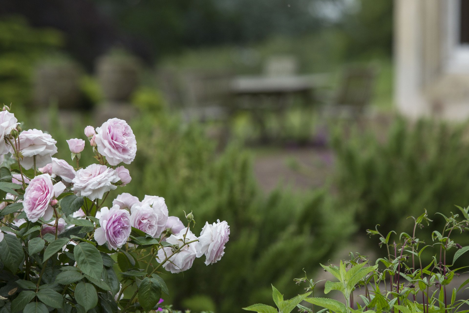 Woodland Garden at Lydney Park Estate