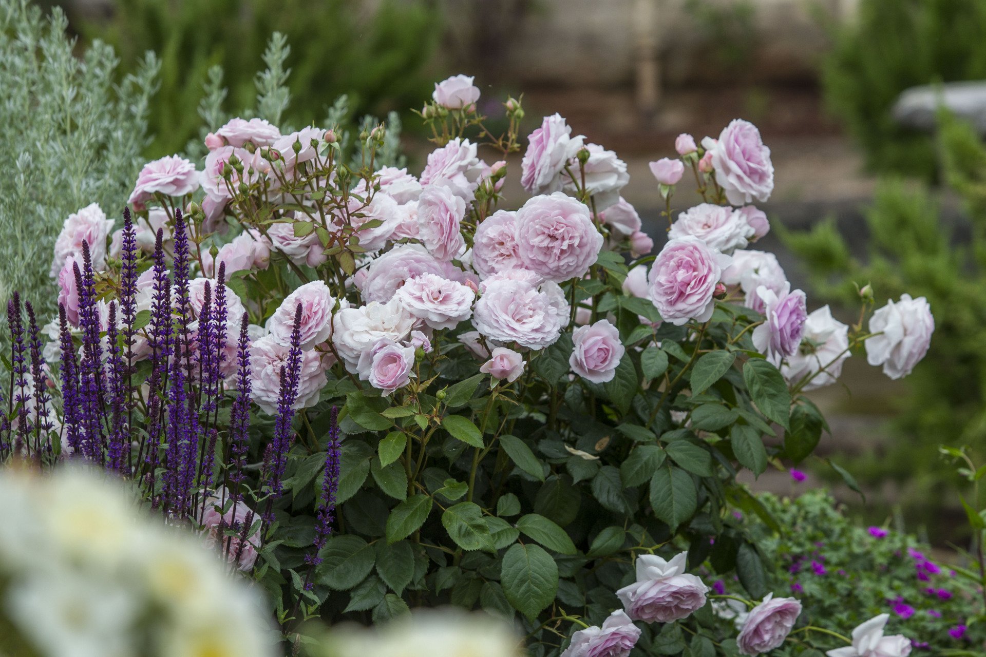 Woodland Garden at Lydney Park Estate