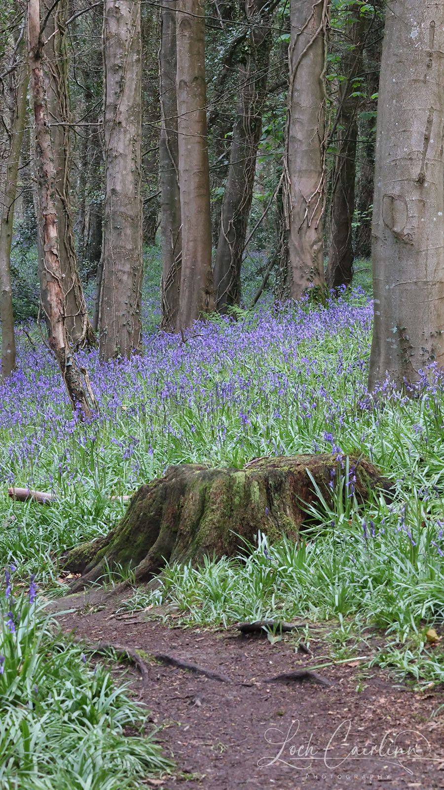 Gallery of Carlingford & Cooley Peninsula | Carlingford Tourist Office ...