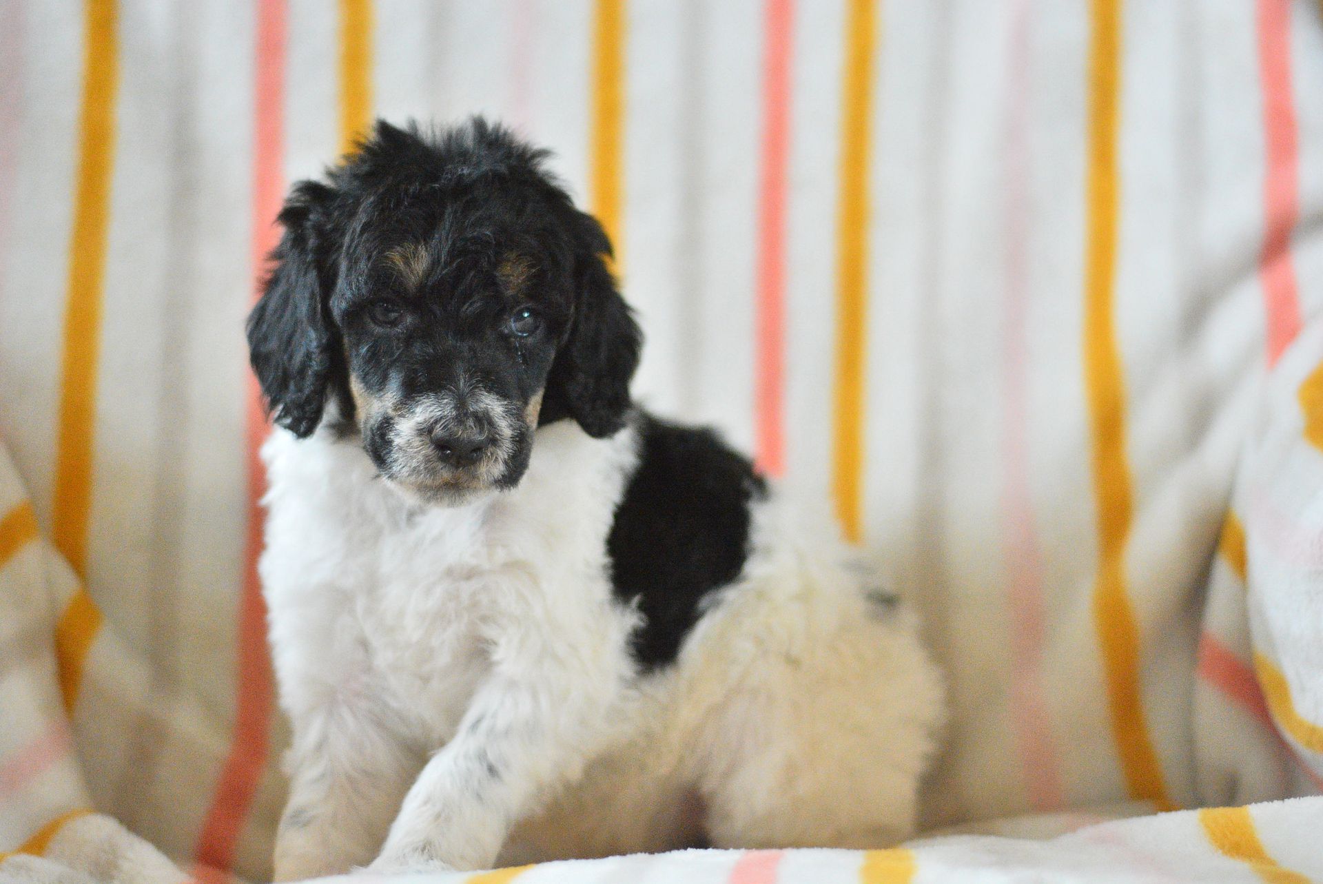 Standard Poodle Puppies | PTK Ranch